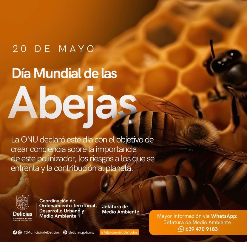 Medio Ambiente Delicias Concientiza Sobre El Día Mundial De Las Abejas
