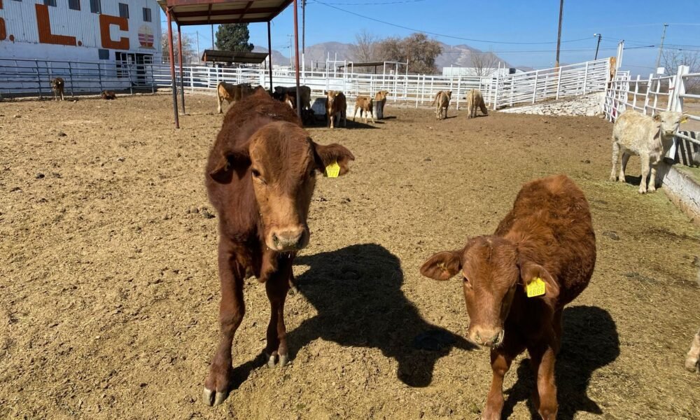Ganaderos de Camargo enfrentan retrasos en la exportación de ganado ...